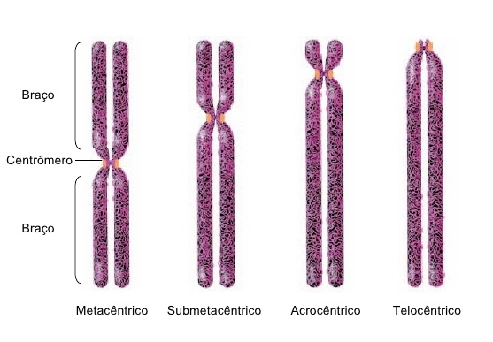 Genética humana - Cariótipo