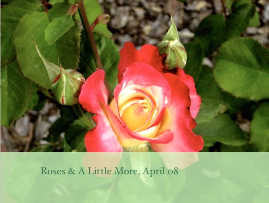 Roses & A Little Bit More