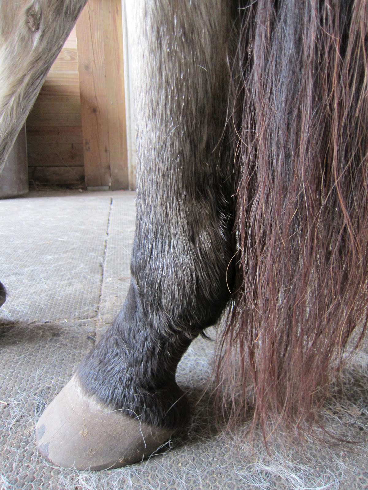 Memoirs of a Horse Girl: Buttermilk Buckskin: Changing Colors