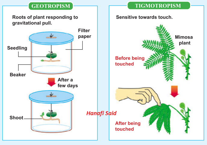 Face Bio Na-P67: 31-Jan-2012
