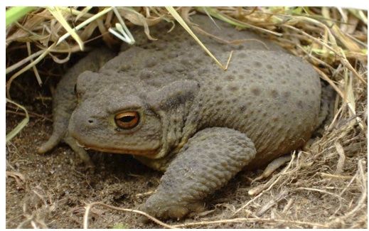 Creeping Toad: past watchful Toads