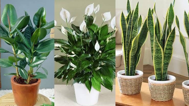 Konsep 70+ Gambar Bunga Dalam Ruangan