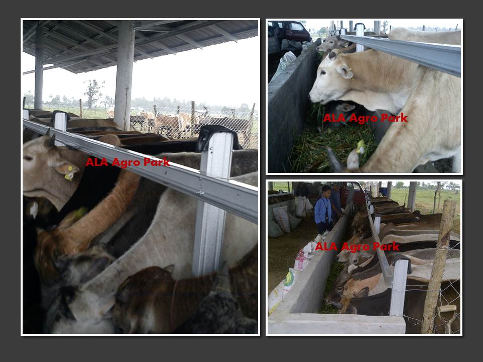 Ladang Ternak Lembu: Lembu KK jantan untuk dijual