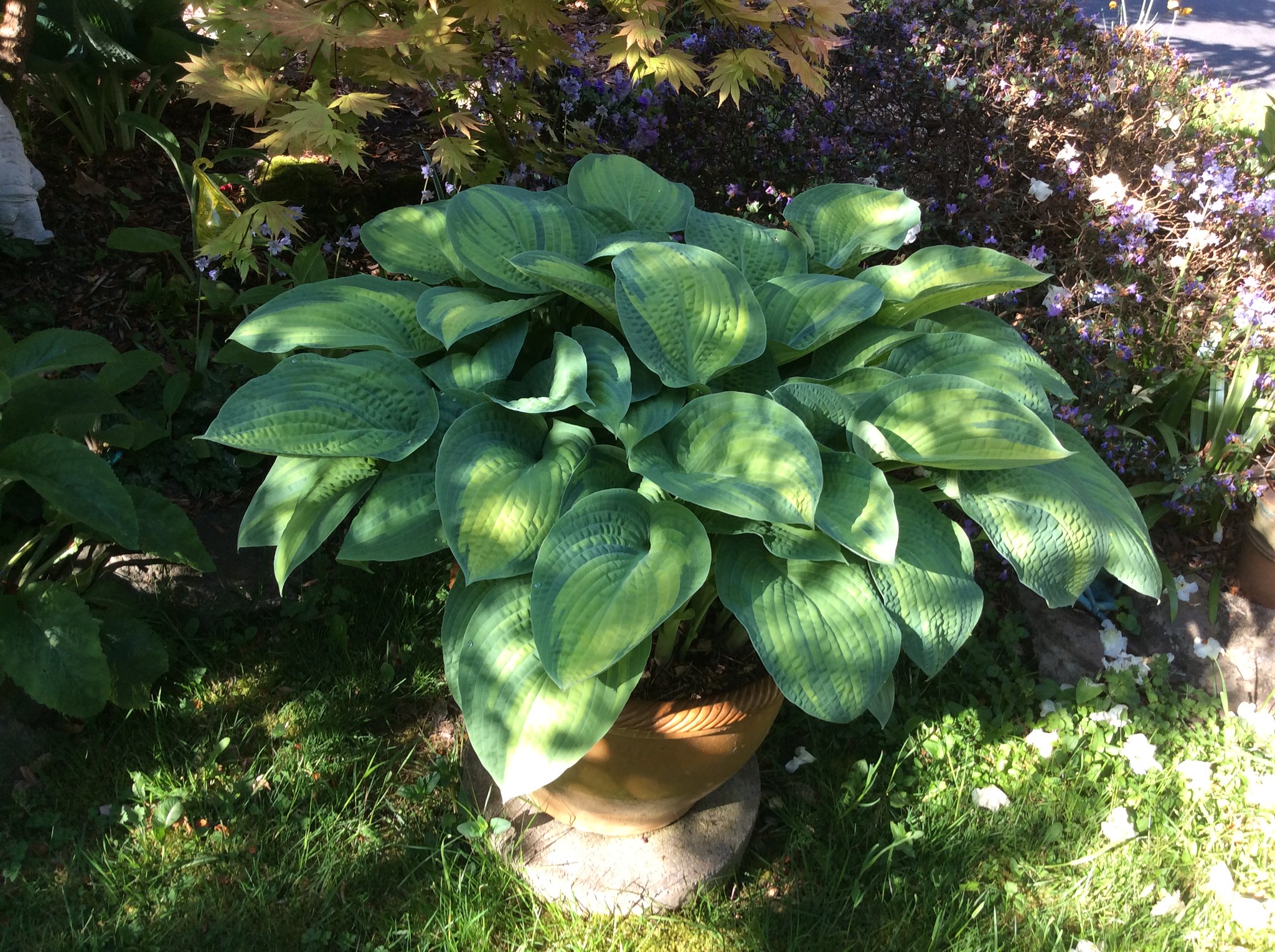 Hosta 'Paul's Glory' care and culture | Travaldo's blog