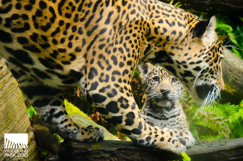 Jaguar cubs take first practice steps outside