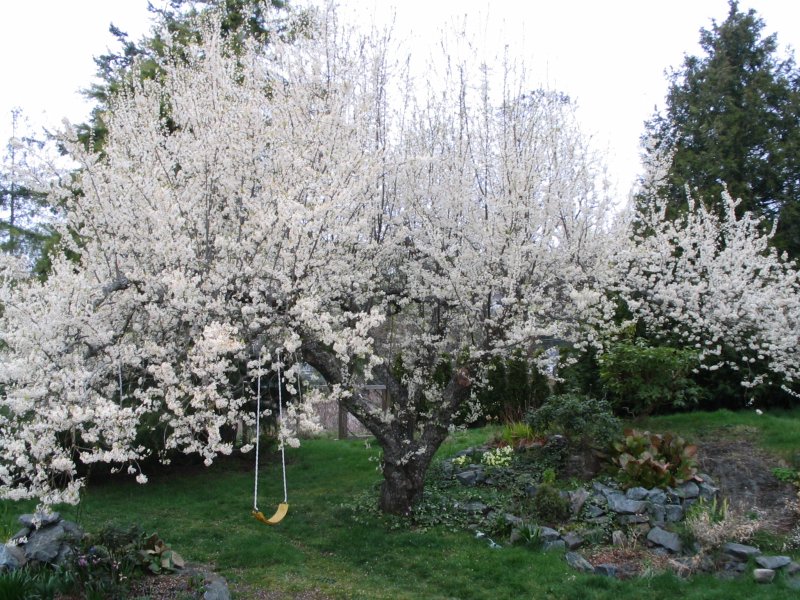 Ćumur od drveta šljive: Ćumur od drveta šljive