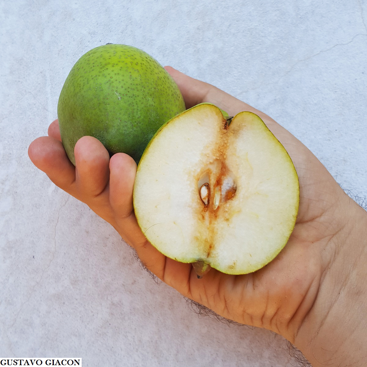 Viveiro Ciprest - Plantas Nativas e Exóticas: Pera D'água ( Pyrus ...