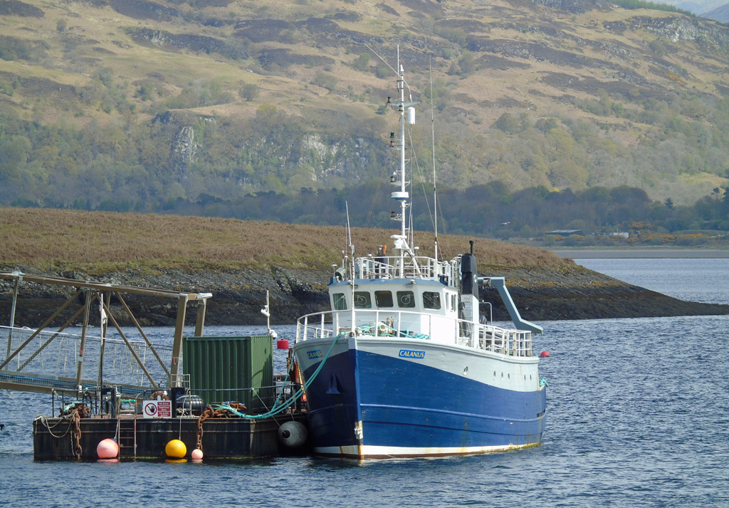 Clyde Naval Gazing: Calanus