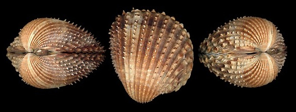 Natural History, Creation and Religious Conflicts: The legendary ...