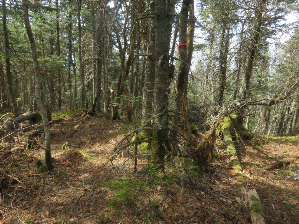 Mountain Wandering: Adirondacks: Cooper Kiln Pond & Morgan Mountain 5/20/21