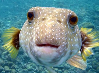 cognitiobrevis: IKAN BALON DAN RACUNNYA