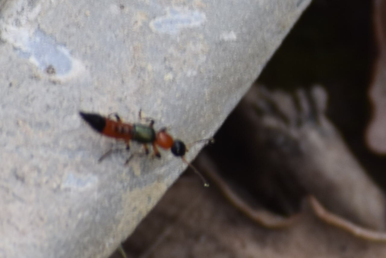 ZOOTOGRAFIANDO (6.100 ANIMALS): FUETAZO O BICHO DE FUEGO / SPIDER LICK ...