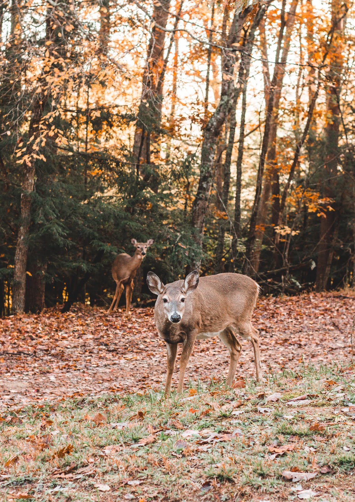A Guide To Fall Creek Falls State Park: 7 Things To Do