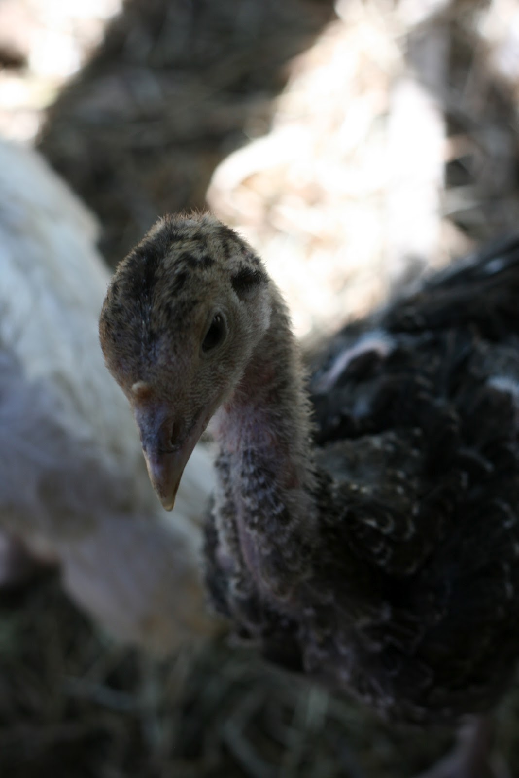 The Little Backyard Farm: New addition to our family