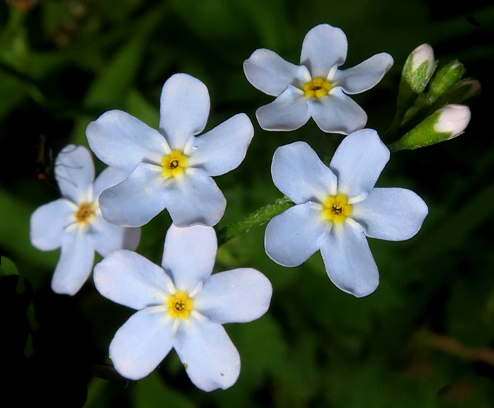 MYOSOTIS, MIOSOTIS O NOMEOLVIDES. Flores silvestres diminutas pero muy ...
