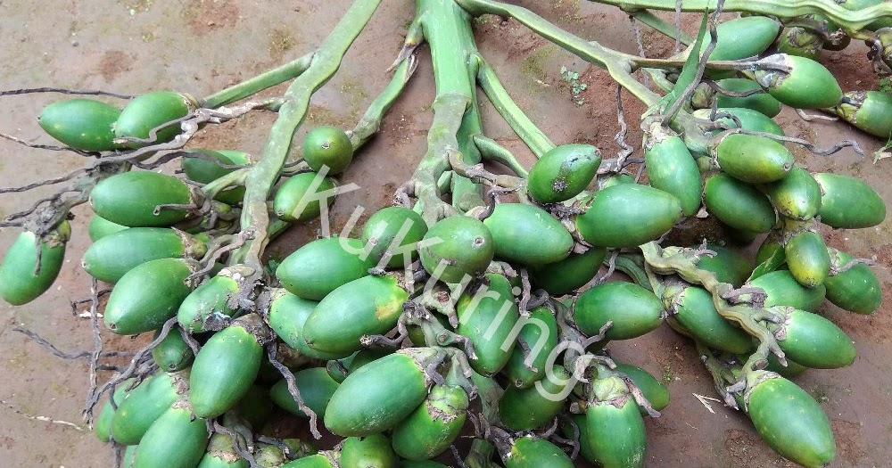 Manfaat Buah Pinang Muda - Kesehatan Alami & Aman | @ Enaw.Blogspot.Com
