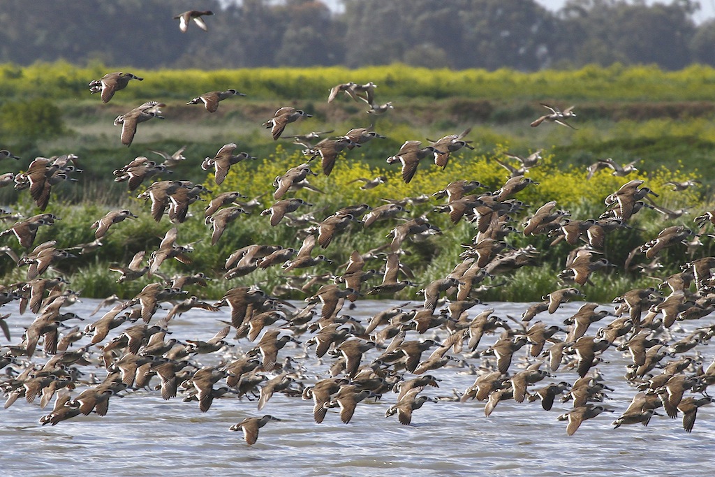 Jennifer Spry's Birding Blog: Wonderful Werribee Week 25/9 to 30/9