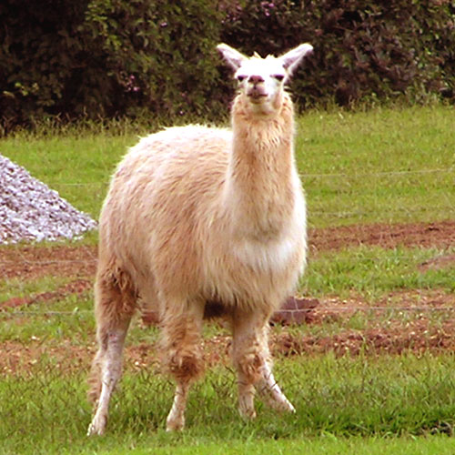 Echo Green: Diferenças entre a Alpaca, Lhama, Vicunha, Guanaco.