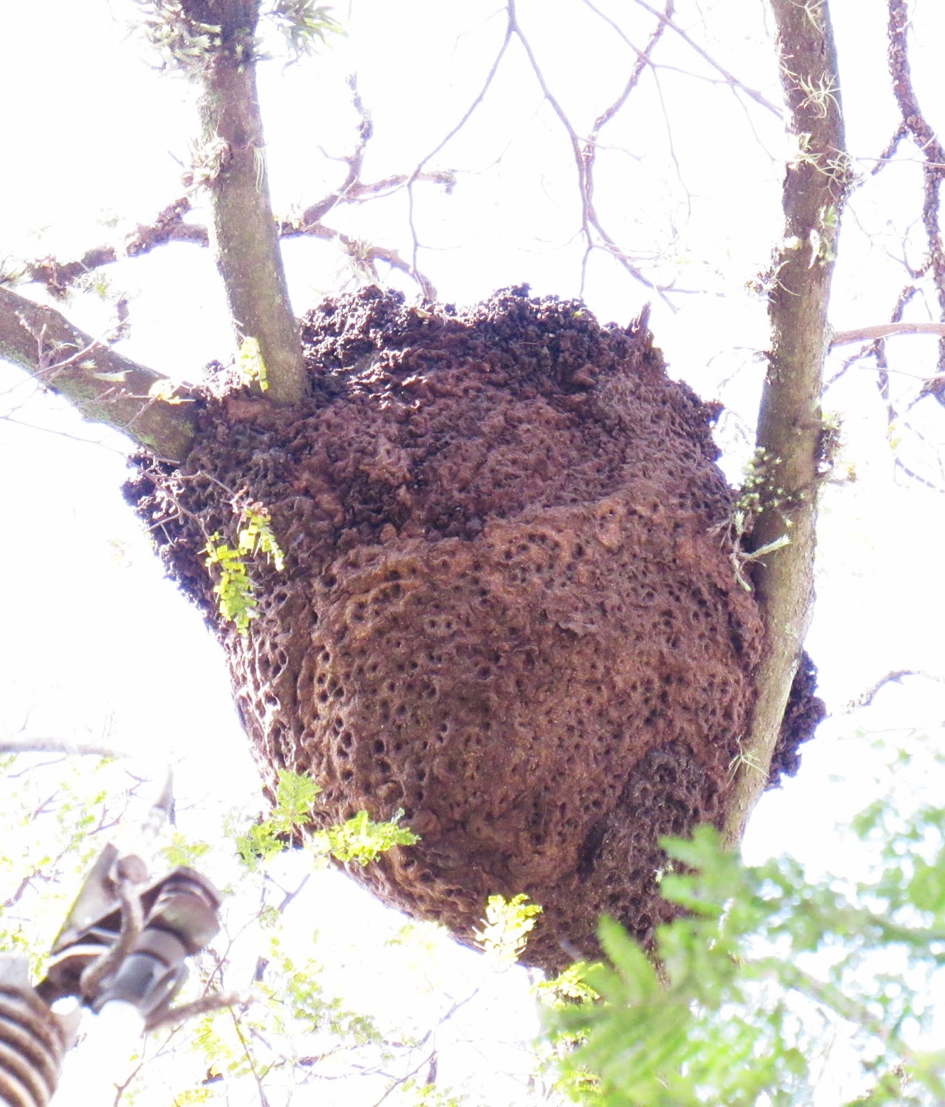 Bee News - Guia para Iniciantes: Irapuá ou Arapuá (Trigona spinipes)