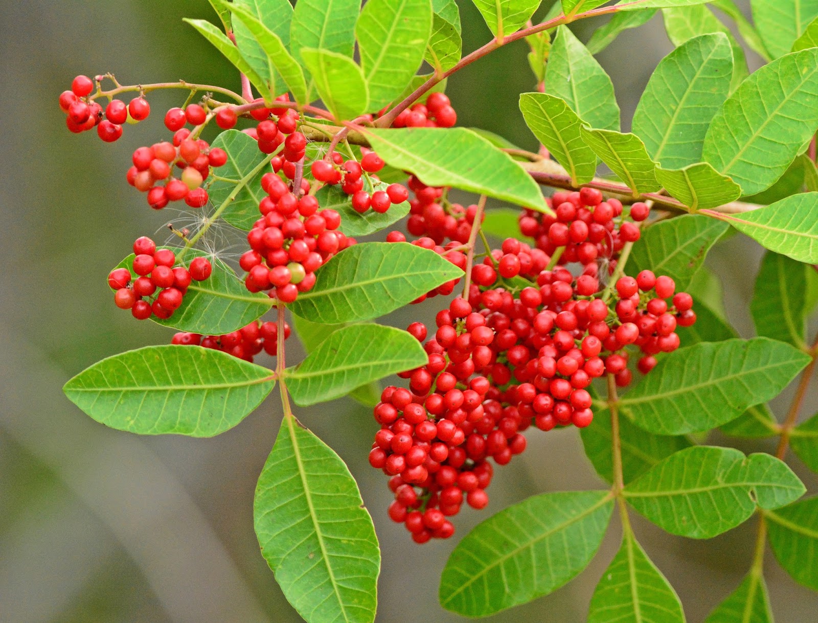 MANUAIS DE CULTIVO - PLANTAMUNDO: AROEIRA VERMELHA - Aroeira Pimenteira ...