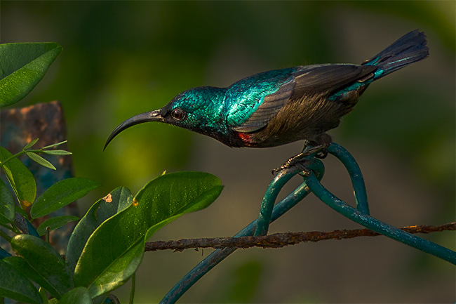 Indian Birds Photography: [BirdPhotoIndia] Loten's Sunbird