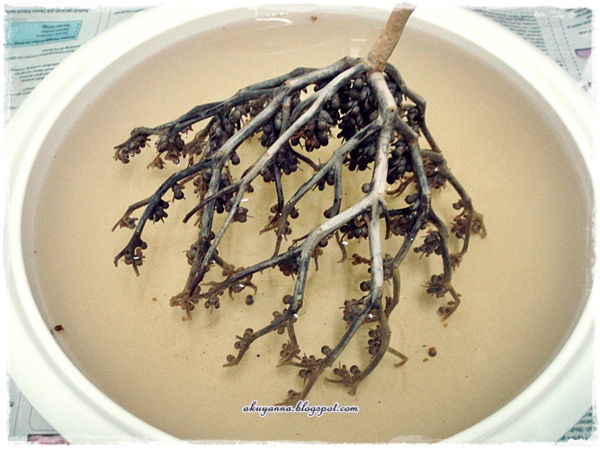 Yanna Abu Bakar: Bunga Kembang Fatimah