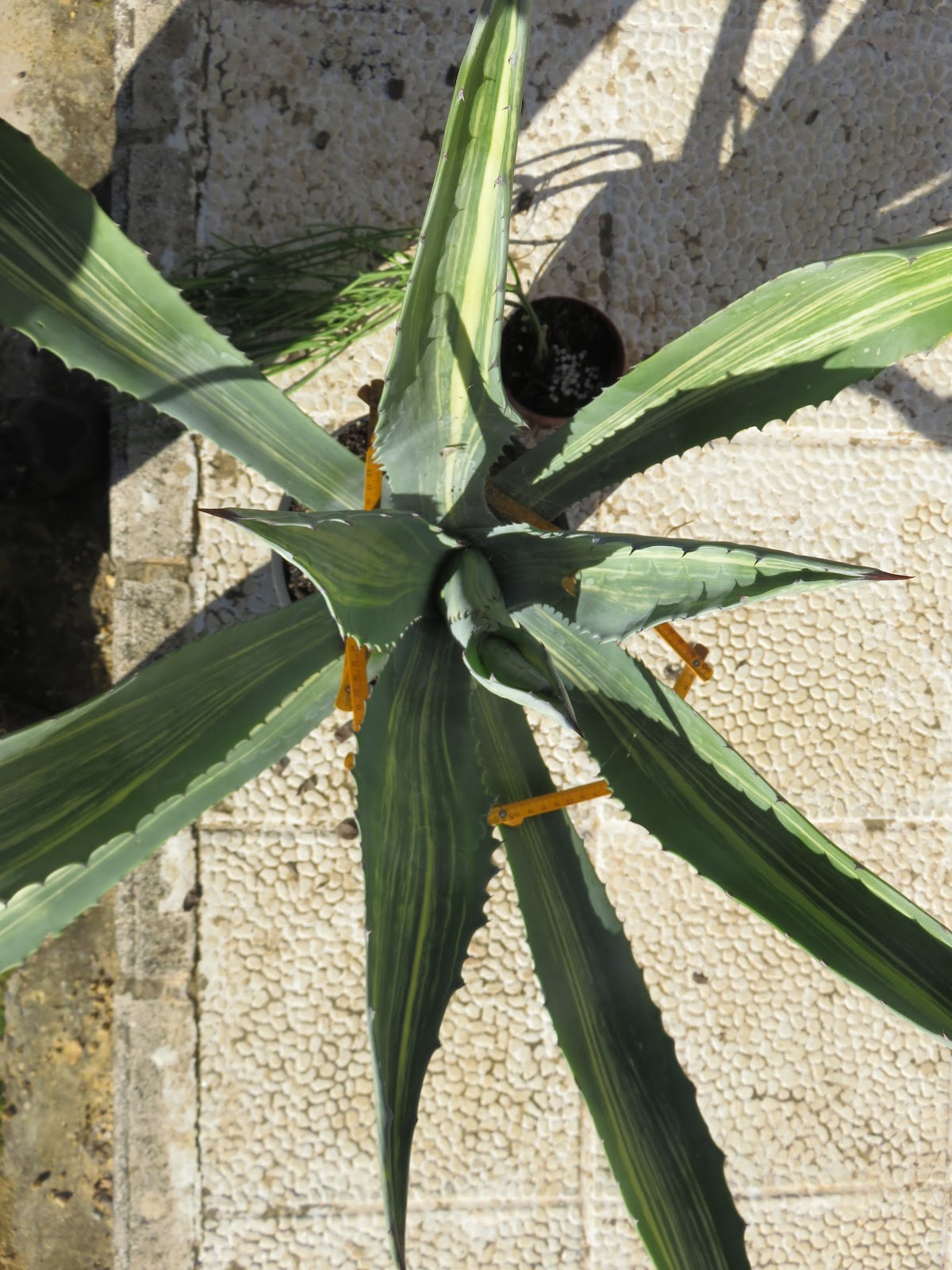 Cuidado con los pinchos: agave americana striata