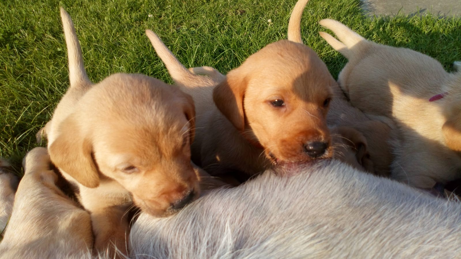 Our Lovely Yorkshire Labs