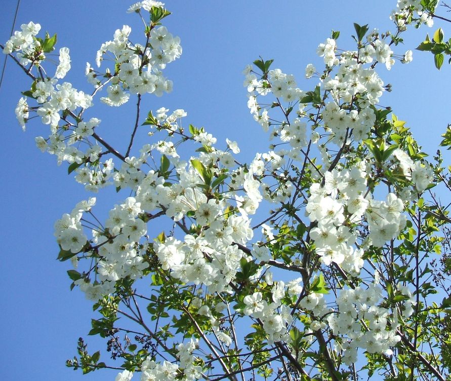 Aranyosfodorka napjai: Tavasz