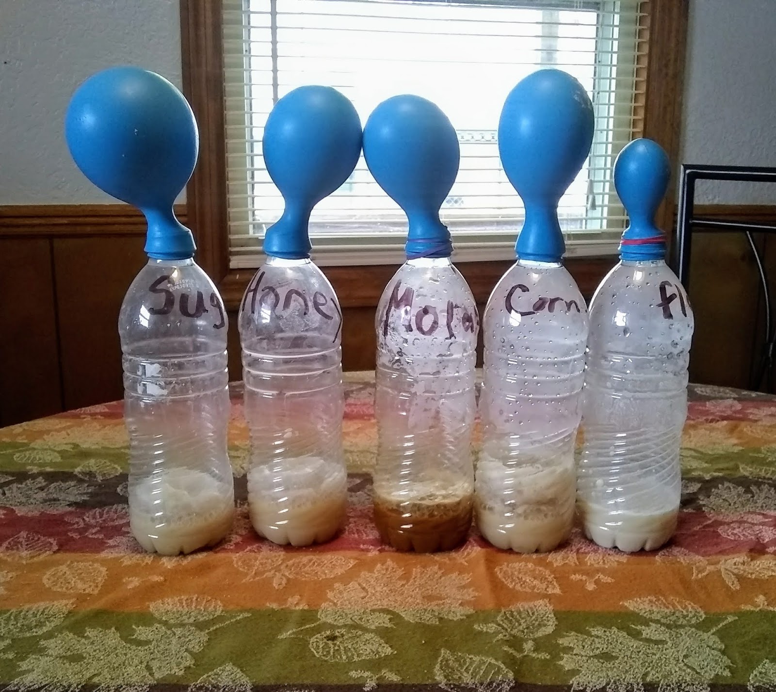 Simple Inspirations: Fun Yeast Experiment!
