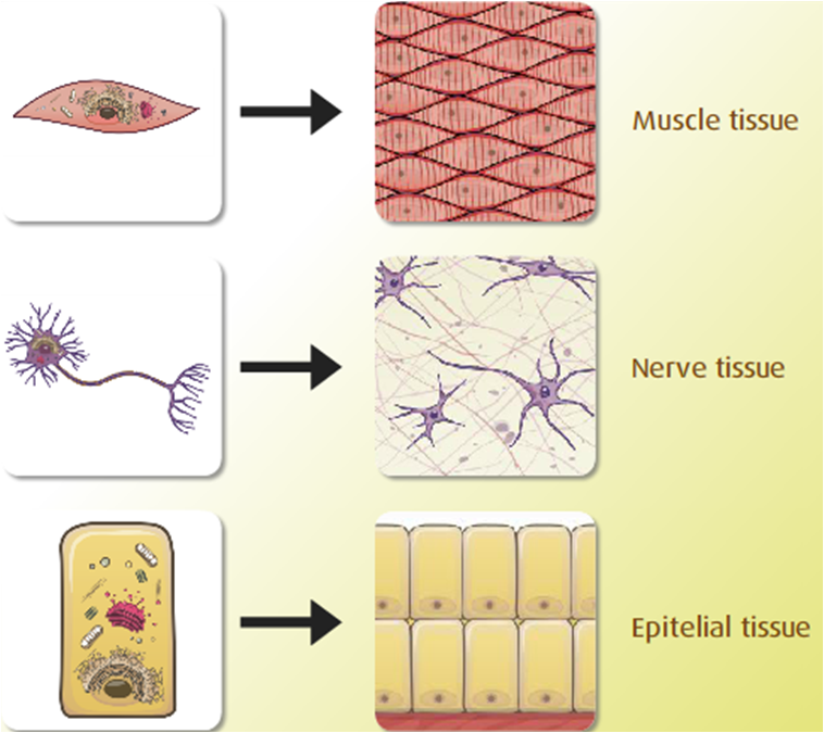 Natural Science 5 grade: 2. LIVING THINGS: internal structure