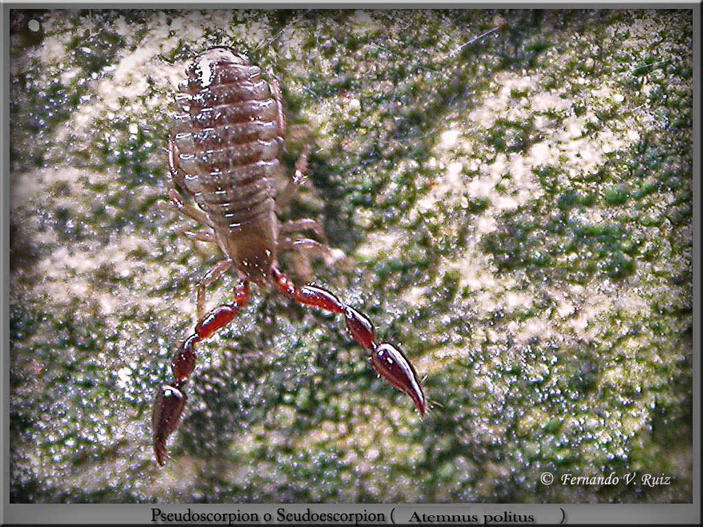 Insectos de La Rioja: Pseudoescorpión (Atemnus politus)