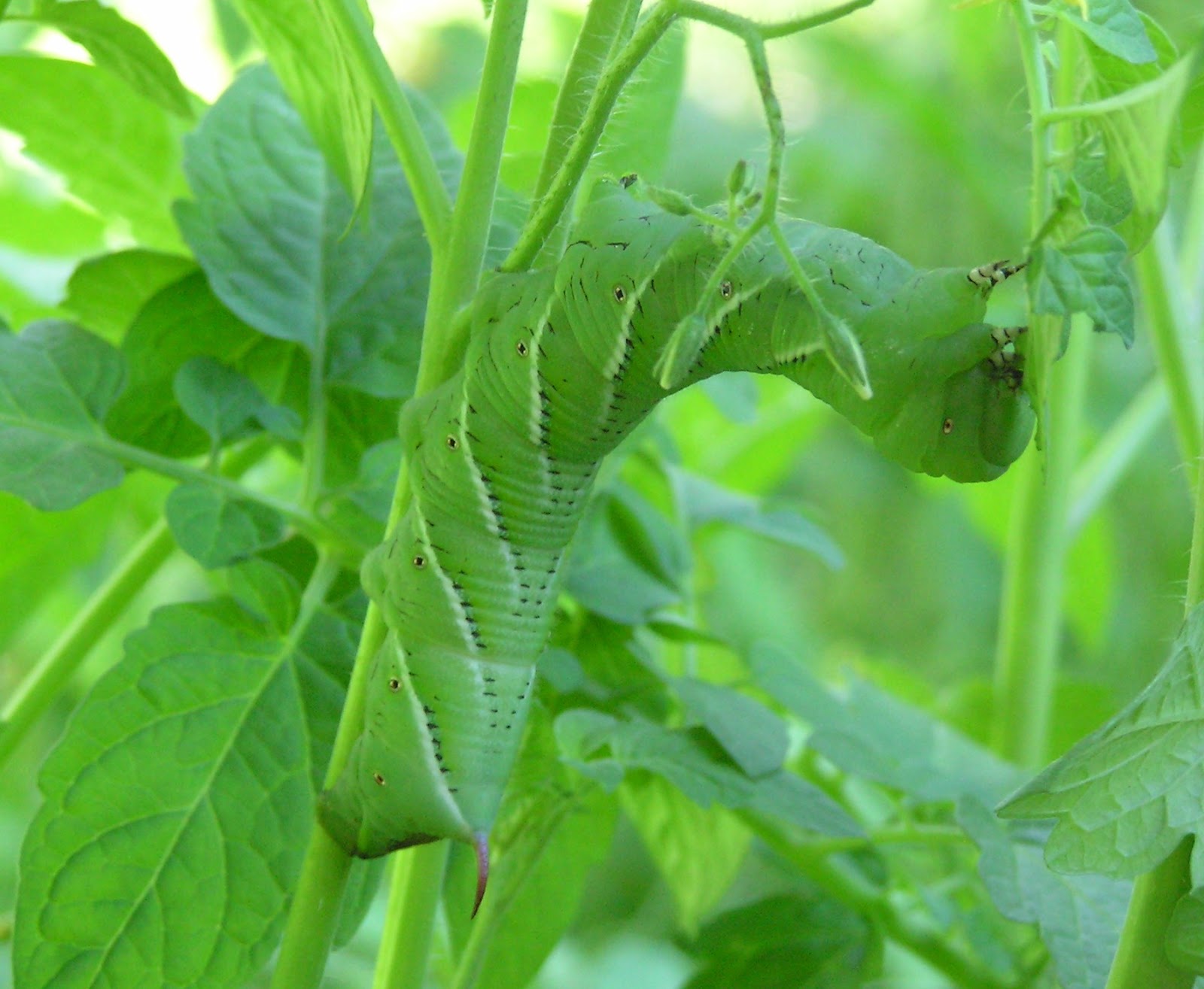 Wicked Cozy: Baby Hawk Wing Moth