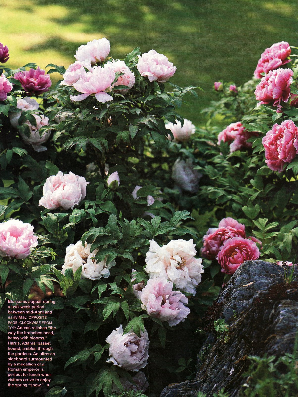 Peony Gardens | Thinking Outside the Boxwood