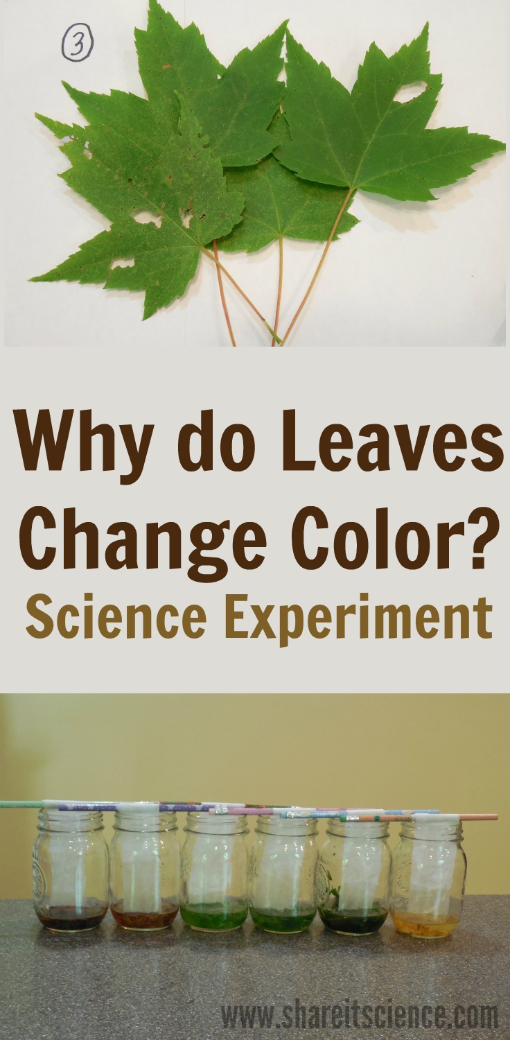Share it! Science : Science Experiment: The Hidden Colors in a Leaf