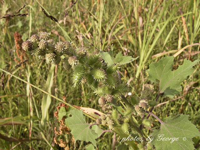 "What's Blooming Now" : Canada Cockleburr (Xanthium strumarium var ...