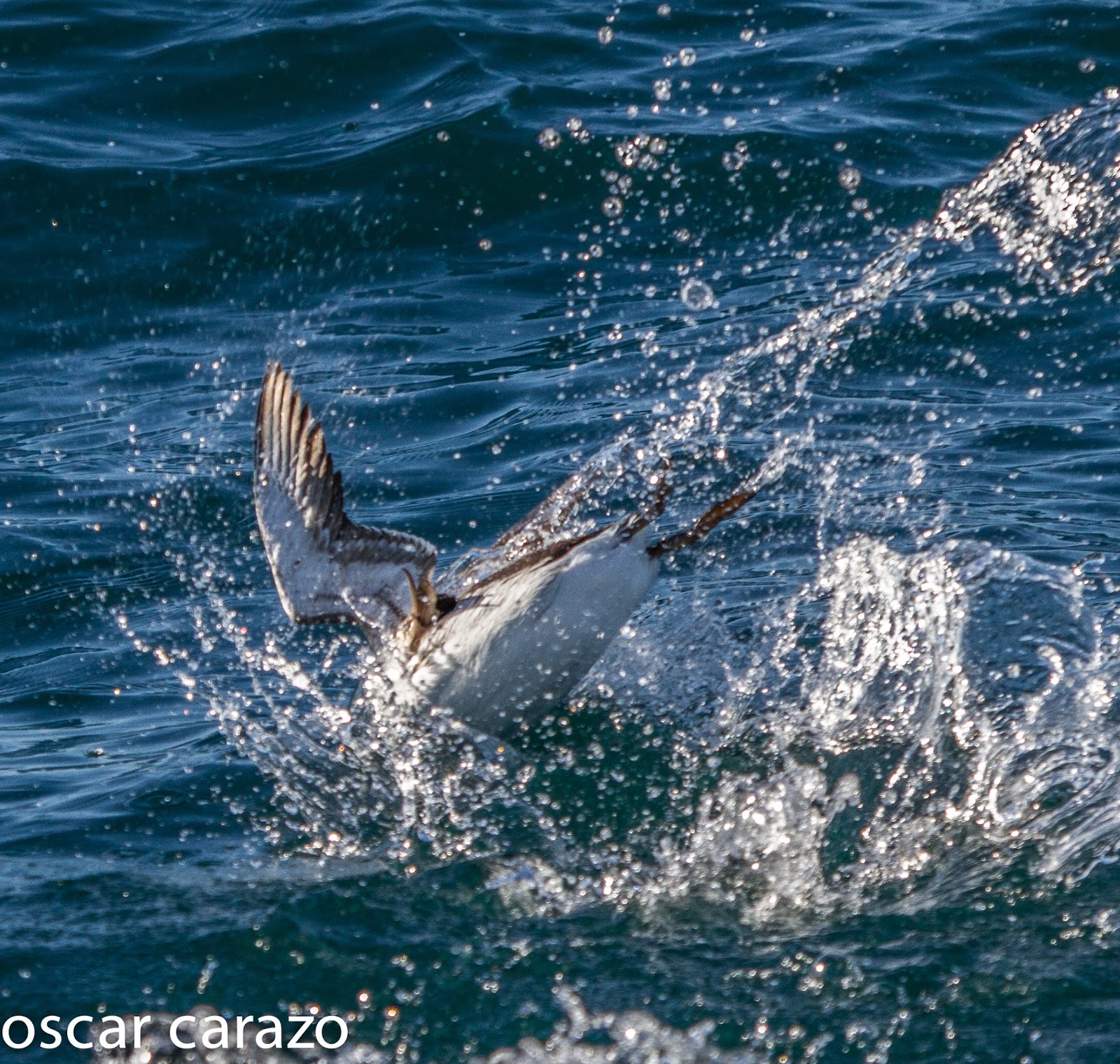 AVESANTURTZI: MARINAS CON LURGAIA II (PAGALO GRANDE Y ARAO)