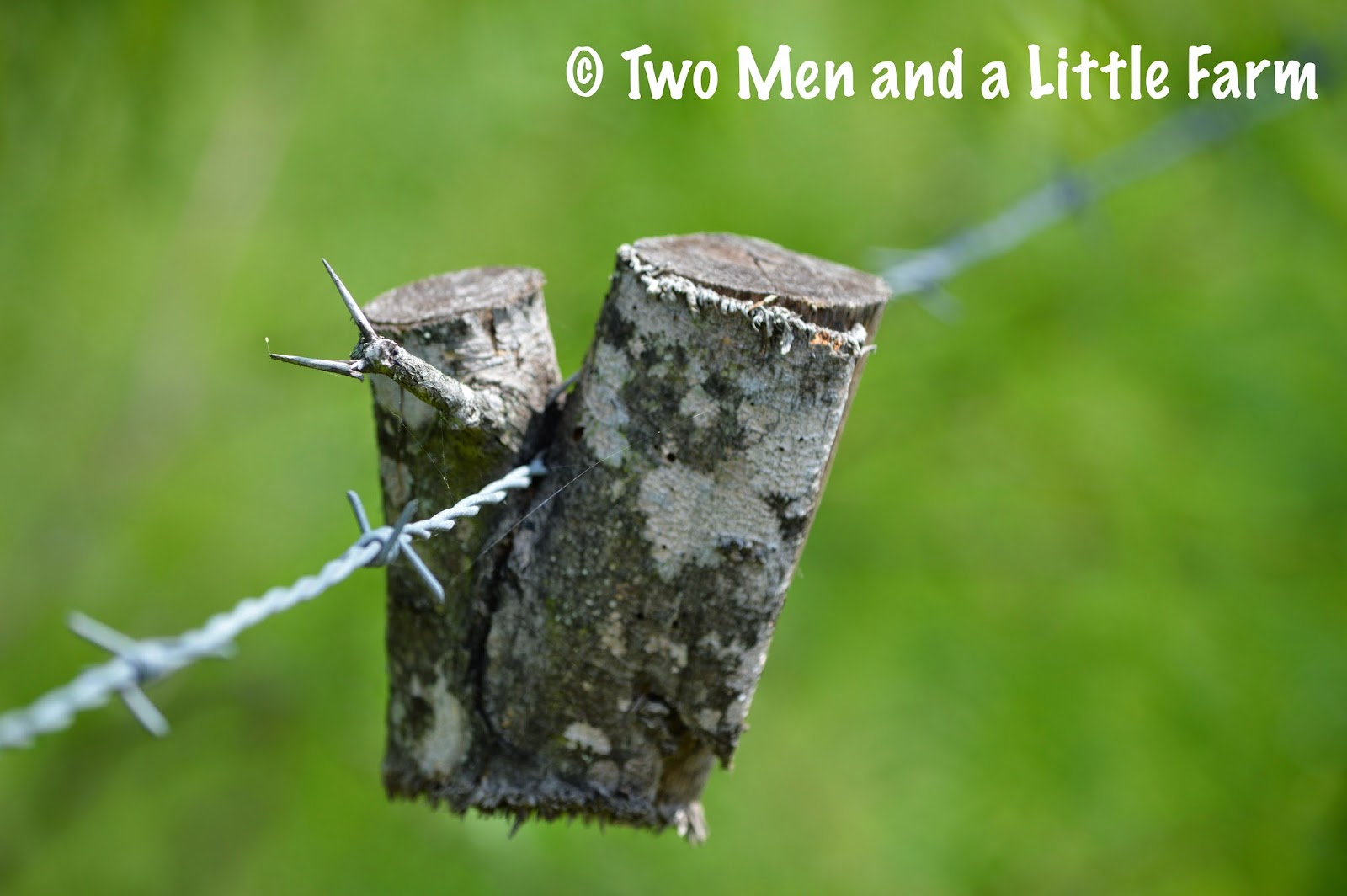 Two Men and a Little Farm: BARBED WIRE AND A TREE