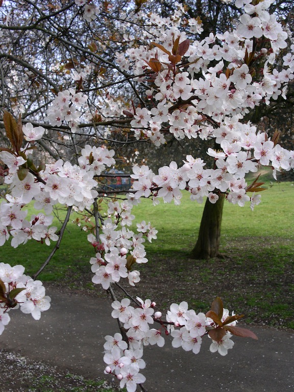 Nature and Weather in SE England: March trees and shrubs
