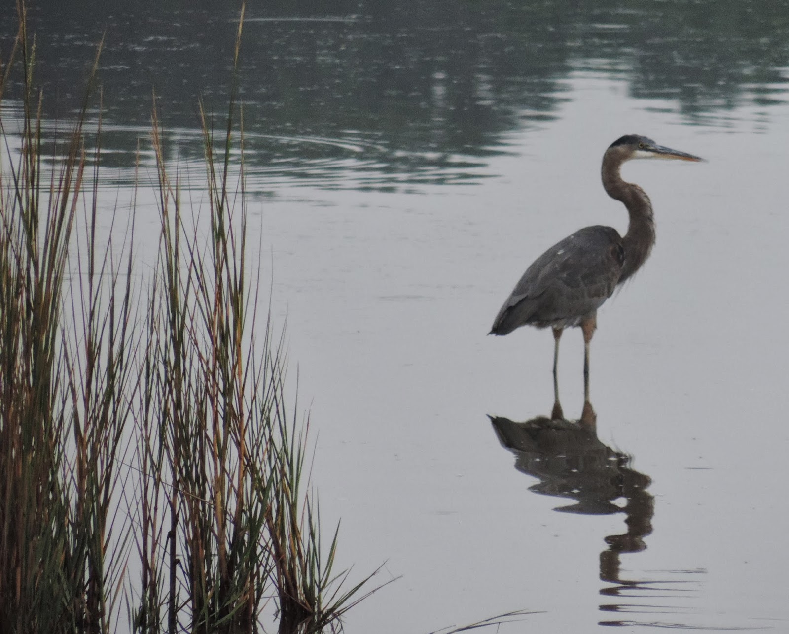 MYRTLE BEACH RAMBLINGS - Writing With A Smirk: Creative Writing Poetry ...