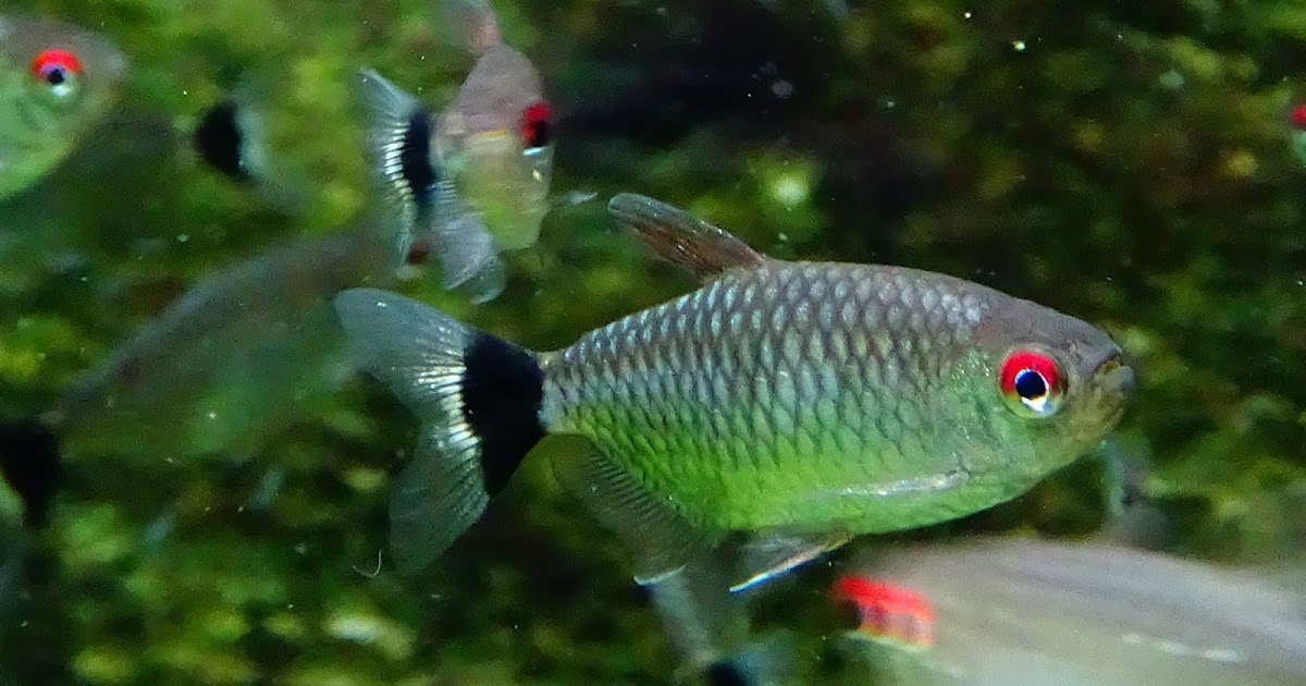 Tetra yeux rouge (Moenkhausia sanctaefilomenae) - Fiche poisson - Le ...