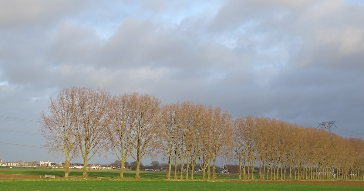 oog voor de natuur: Populieren (Populus x canadensis) op een rij. In de ...