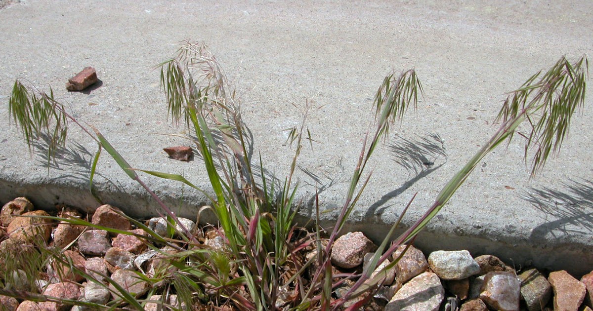 Cheatgrass