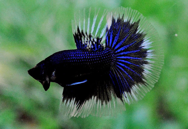Half-Moon Blue Lace Butterfly - HM147 - ĐỨC ANH BETTA