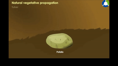 Plant Reproduction Gif