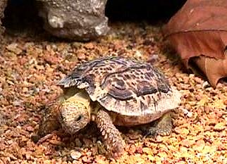 I WAnNA c U hAPpY :): WORLD'S BIGGEST AND SMALLEST SPECIES