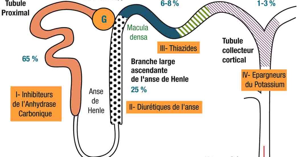 Les Diurétiques - france ~ COURS de la pharmacie