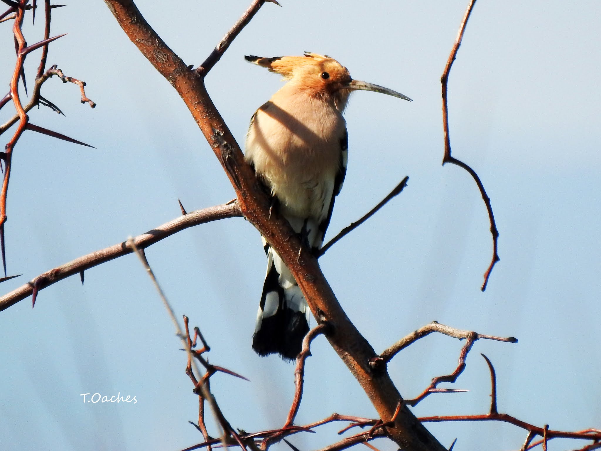 PASARI DIN ROMANIA: PUPAZA, Upupa epops