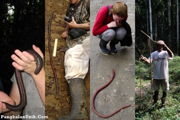 FOTO: Cacing Raksasa Terpanjang di Dunia, 3,4 Meter | gulirbawah