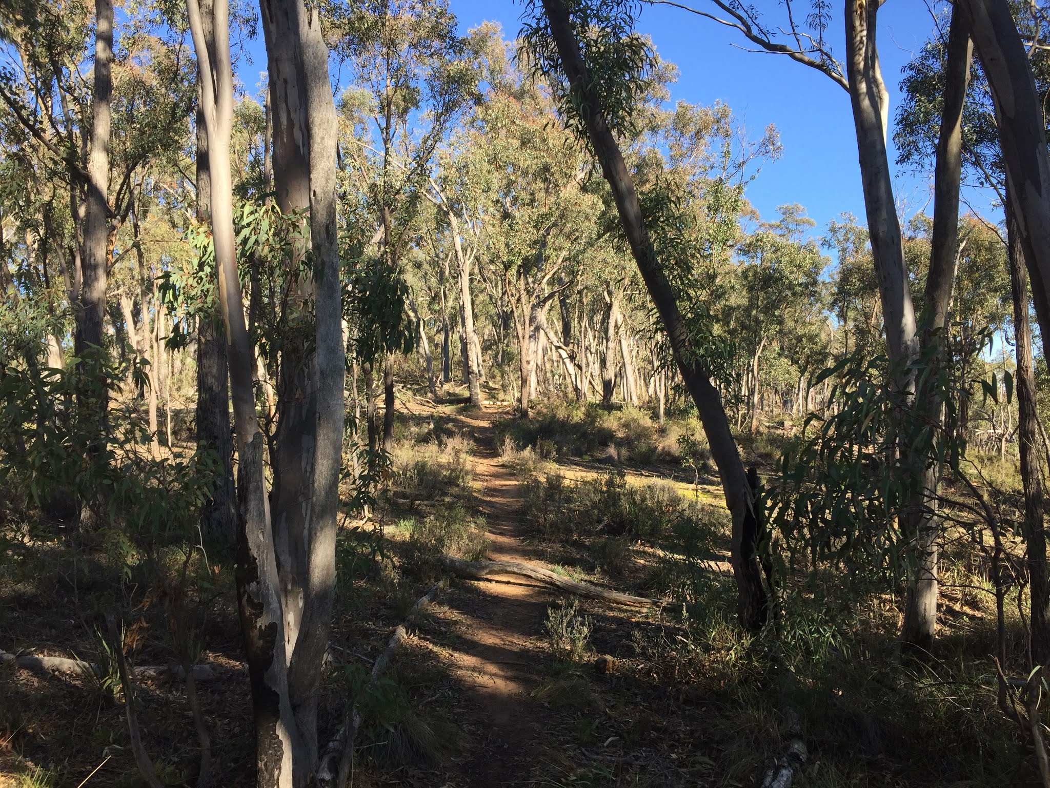 Phil's Bushwalking Blog: Canberra Nature Park: Black Mountain Eastern ...